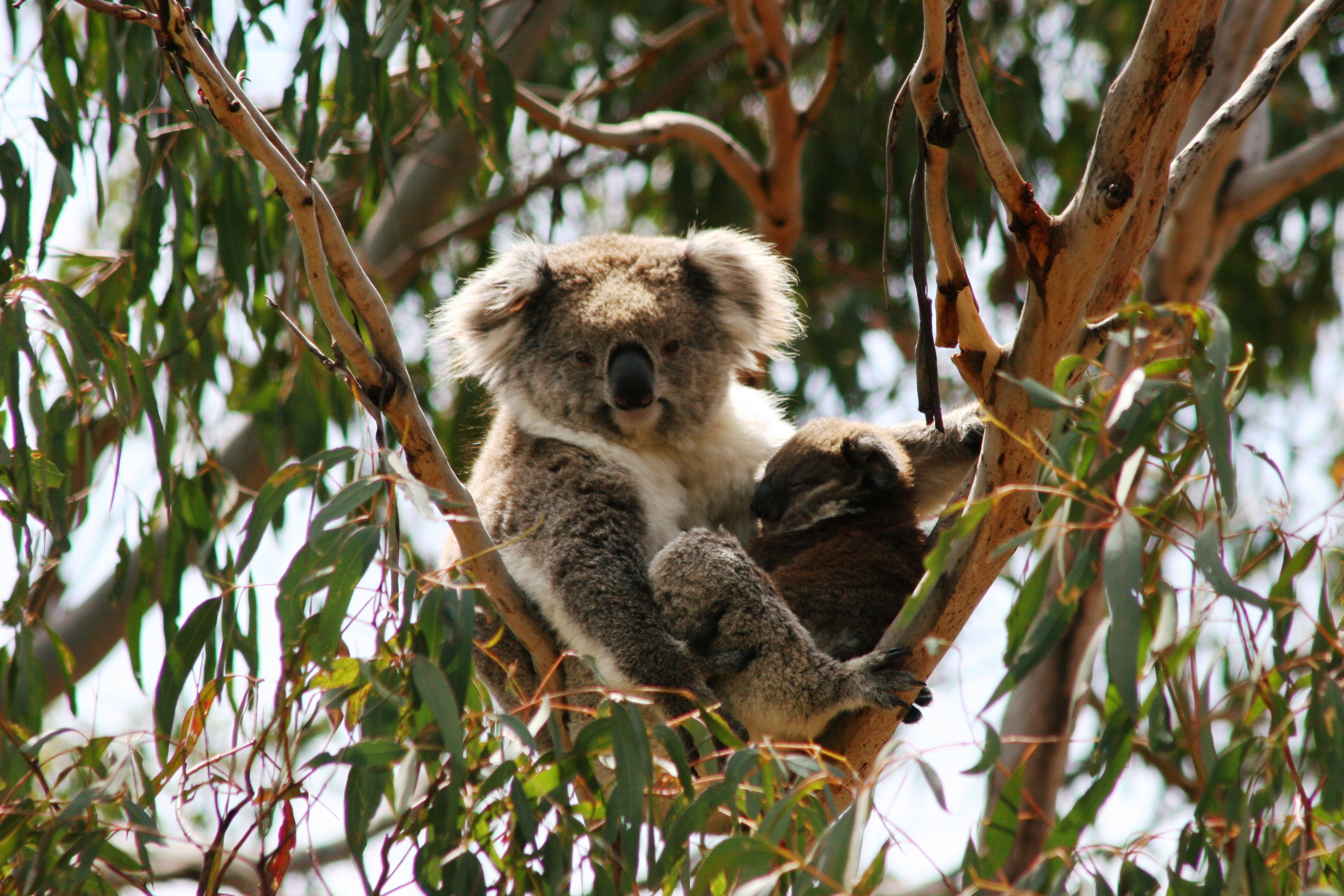 Wildlife Viewing Visit Phillip Island