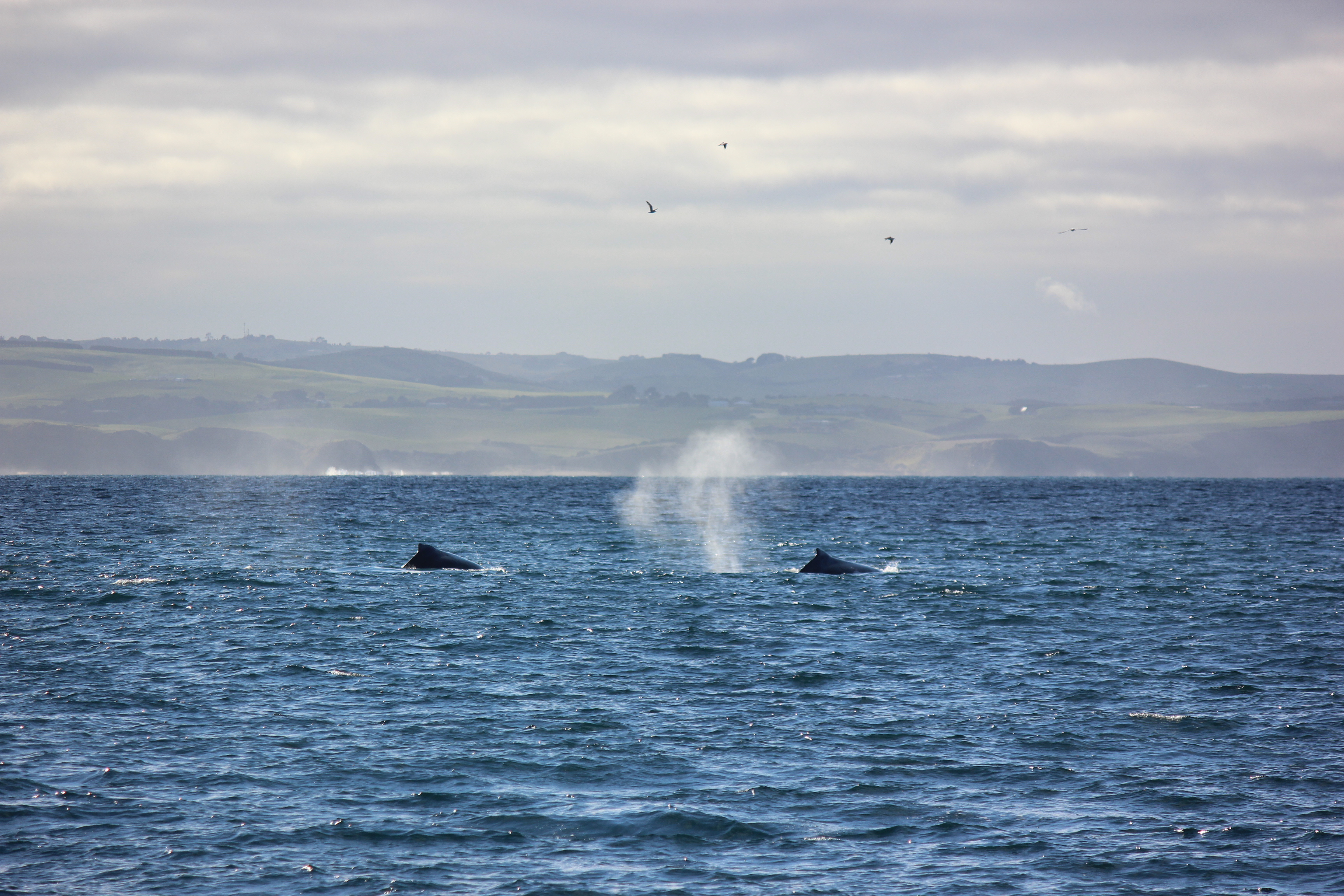 Whale Discovery Trail | Phillip Island