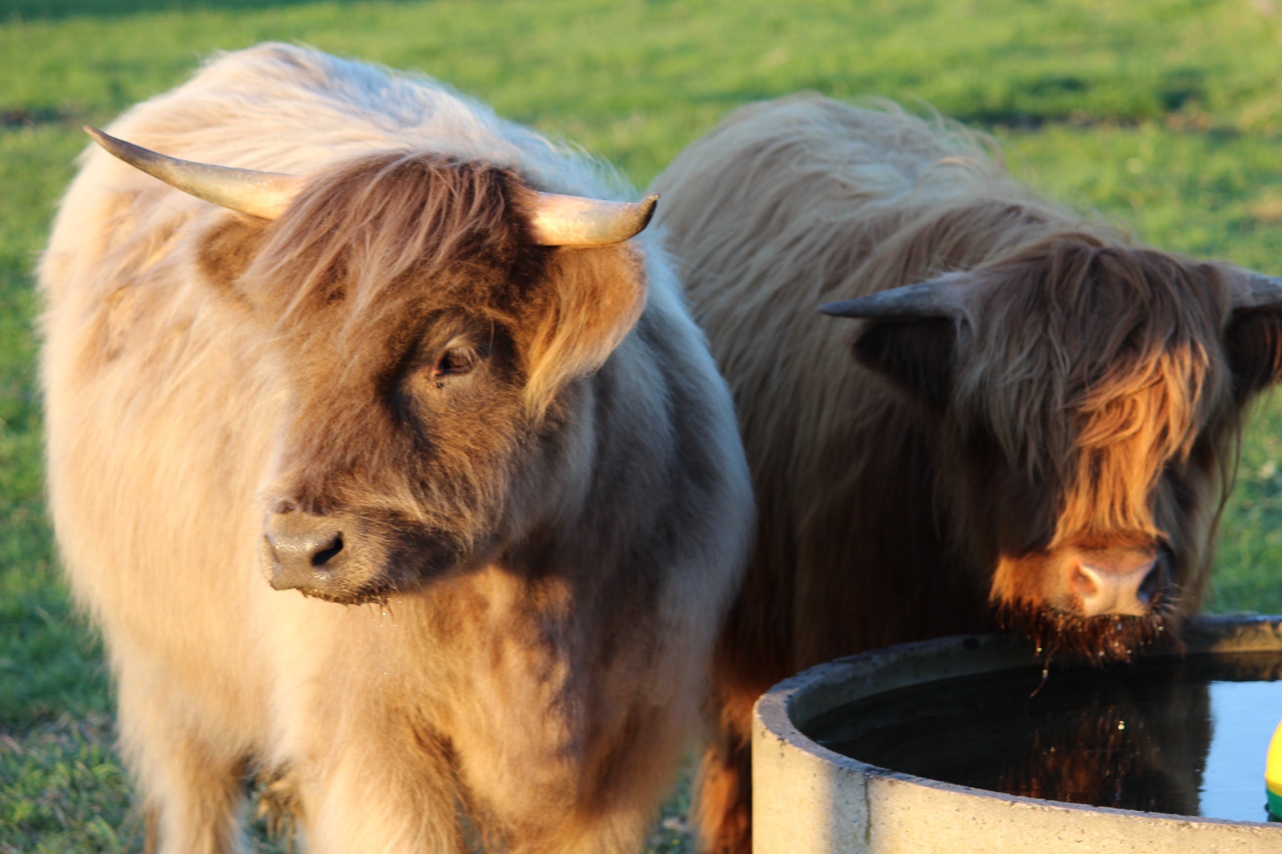 Five Acres | Phillip Island