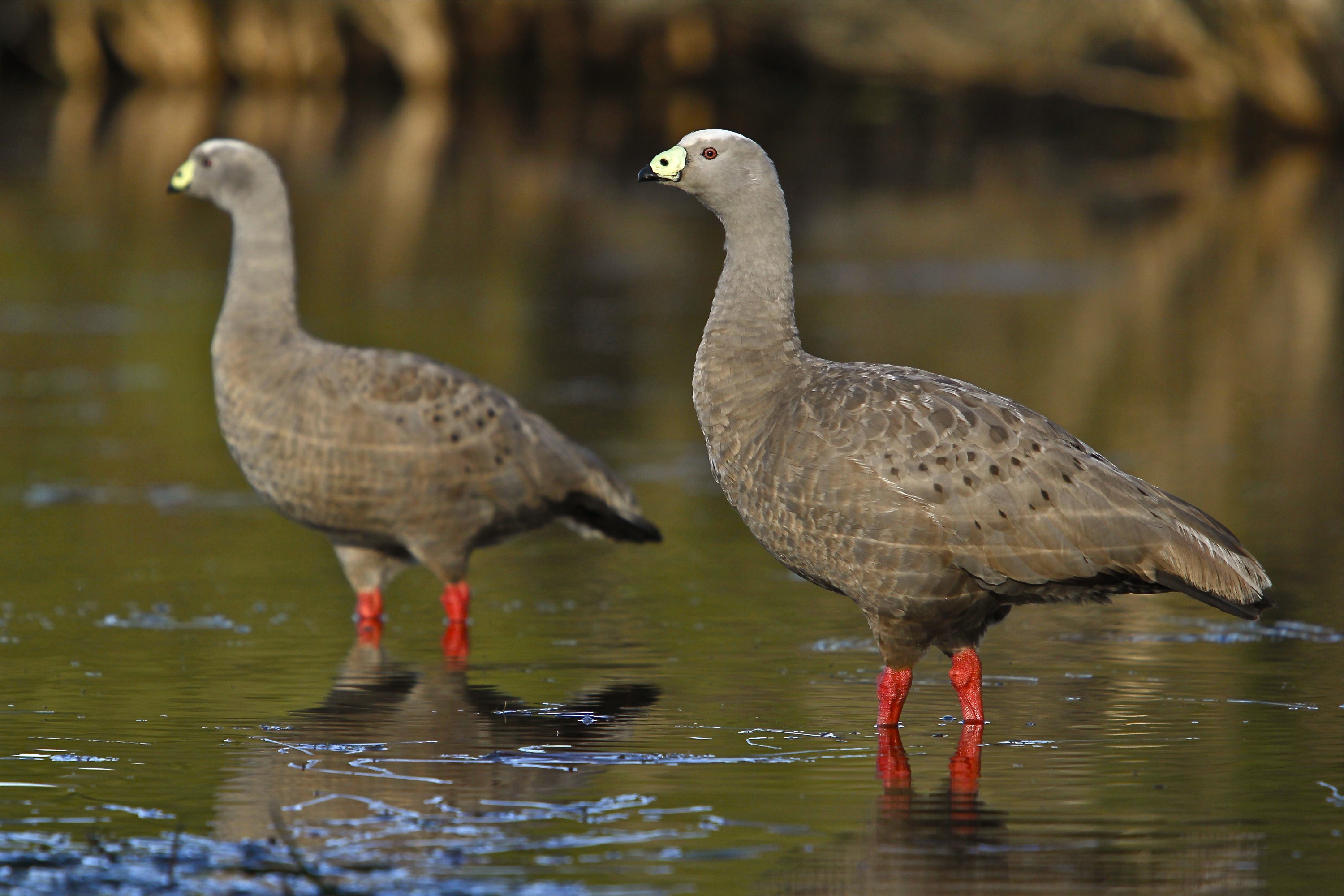 Bird Watching | Visit Phillip Island