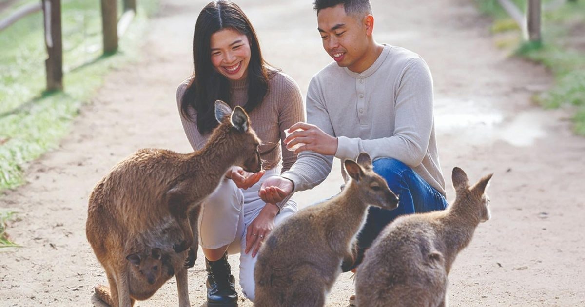 Moonlit Sanctuary Wildlife Conservation Park | Visit Phillip Island