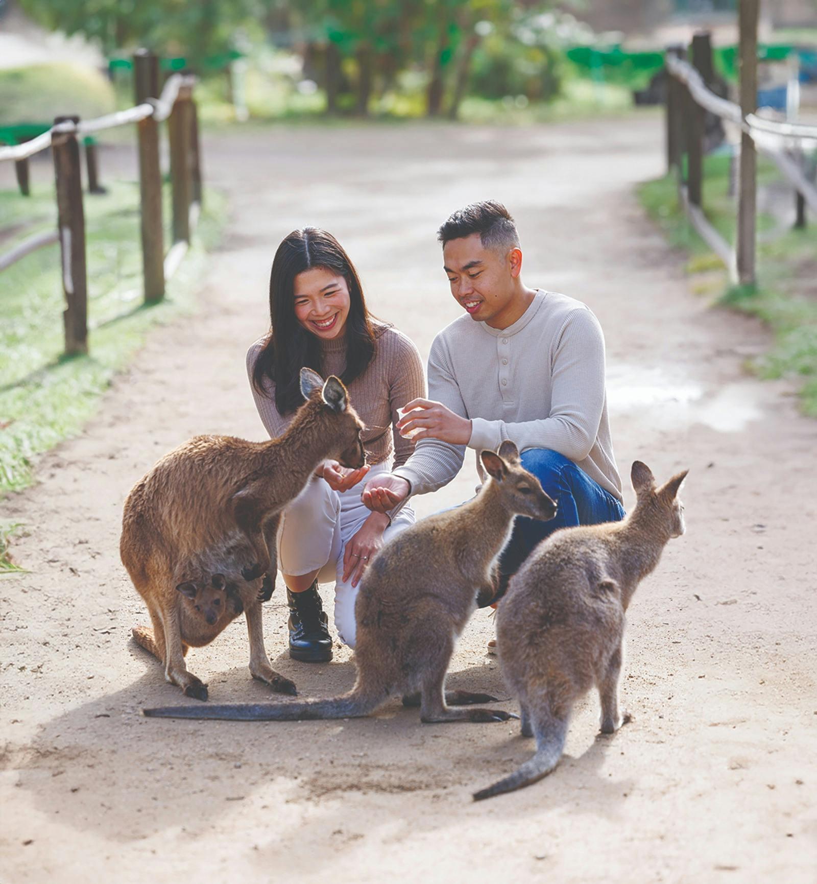 Moonlit Sanctuary Wildlife Conservation Park | Visit Phillip Island
