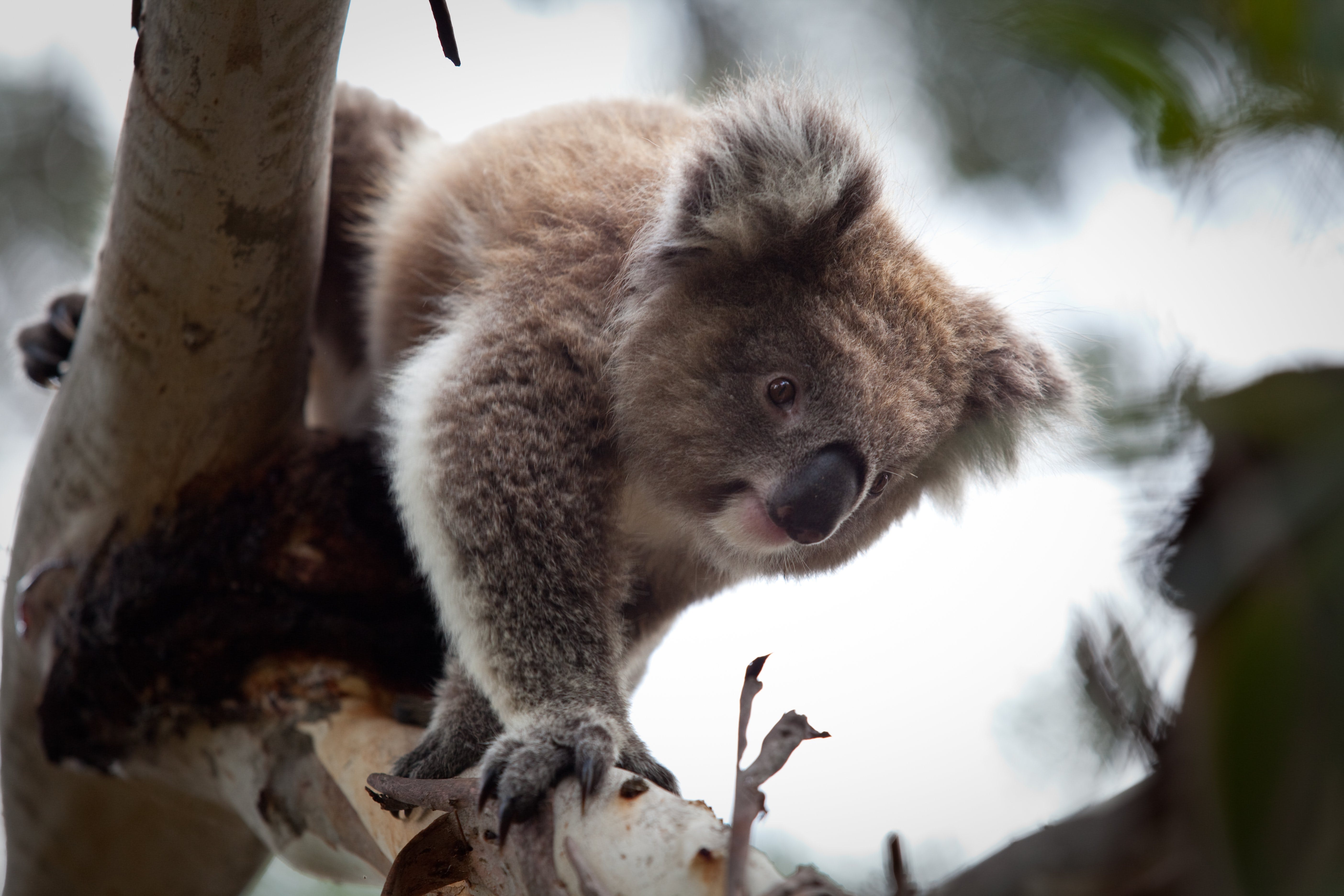 Koala Conservation Reserve | Phillip Island